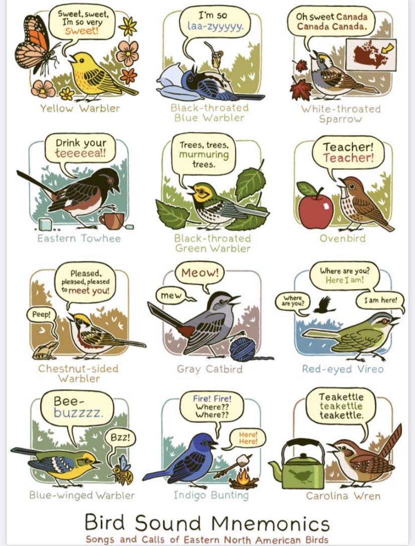 Bird Sound Mnemonics Cartoon – The Guider's Guild