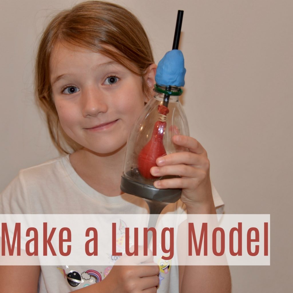 How Do Lungs Work? Make A Model Lung – Science Experiments for Kids ...