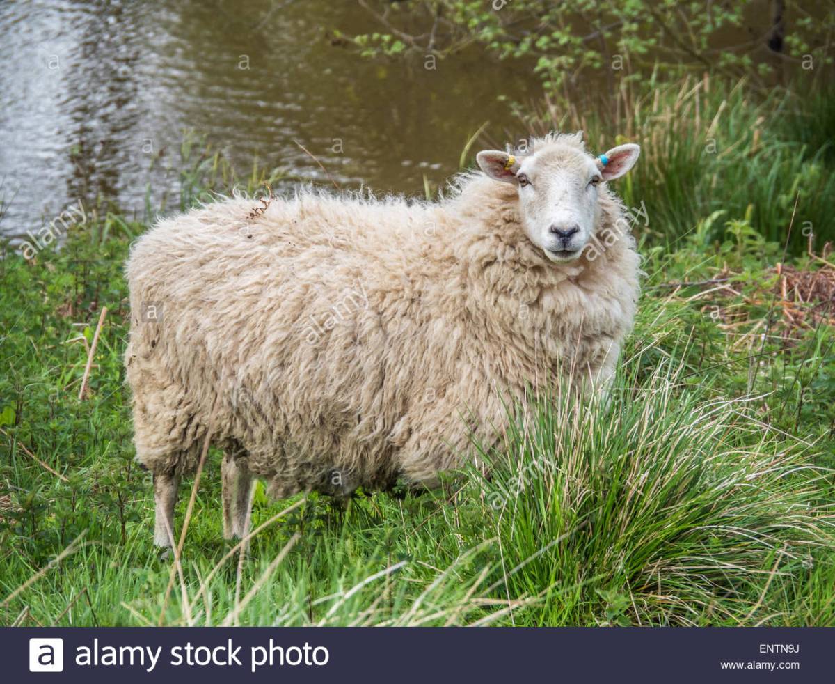 Woolly the Sheep–An Interactive Story for Sparks – The Guider's Guild