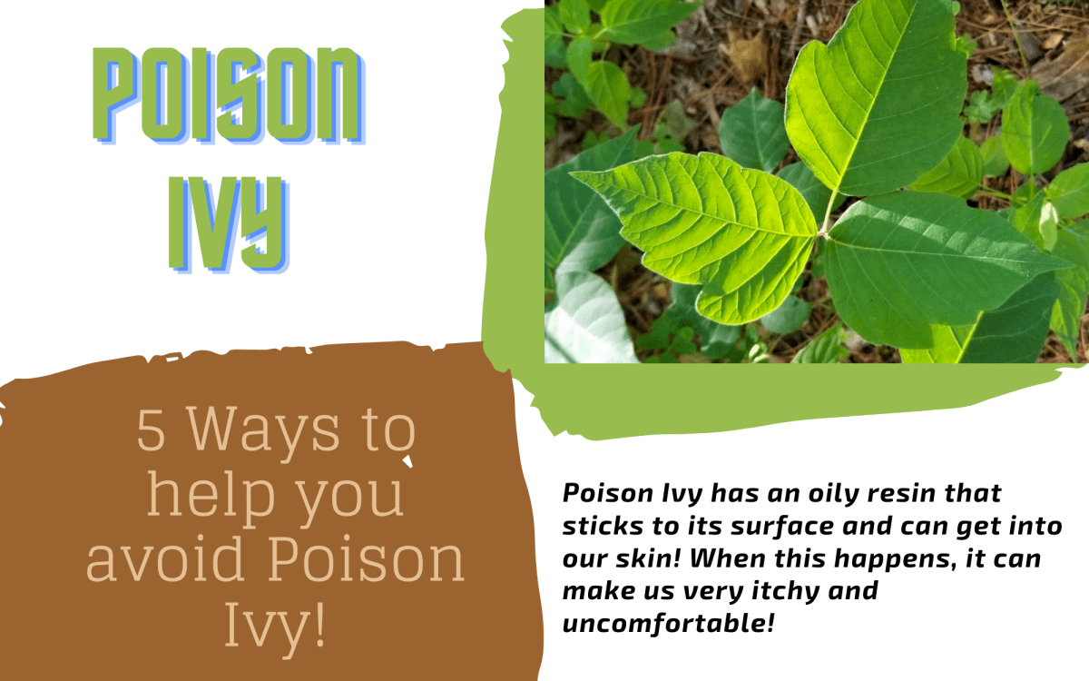 How to Identify Poison Ivy – The Guider's Guild
