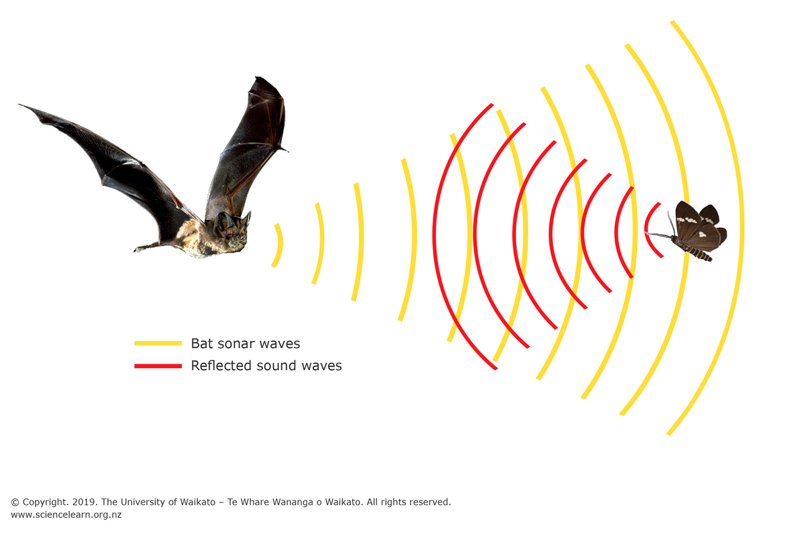 How Does Echolocation Work? – The Guider's Guild