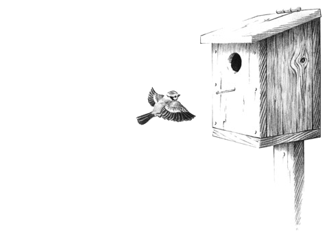 Your Complete Guide to Building Nesting and Roosting Boxes – The Guider ...