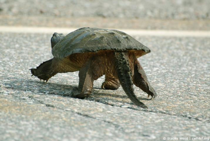 How Did the Turtle Cross The Road? – The Guider's Guild